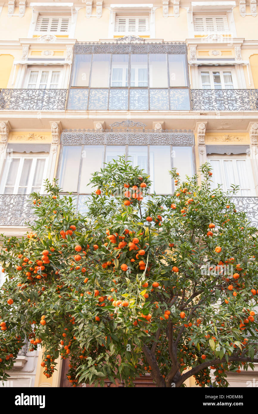 Orange Trees in Street; Valencia; Spain Stock Photo - Alamy