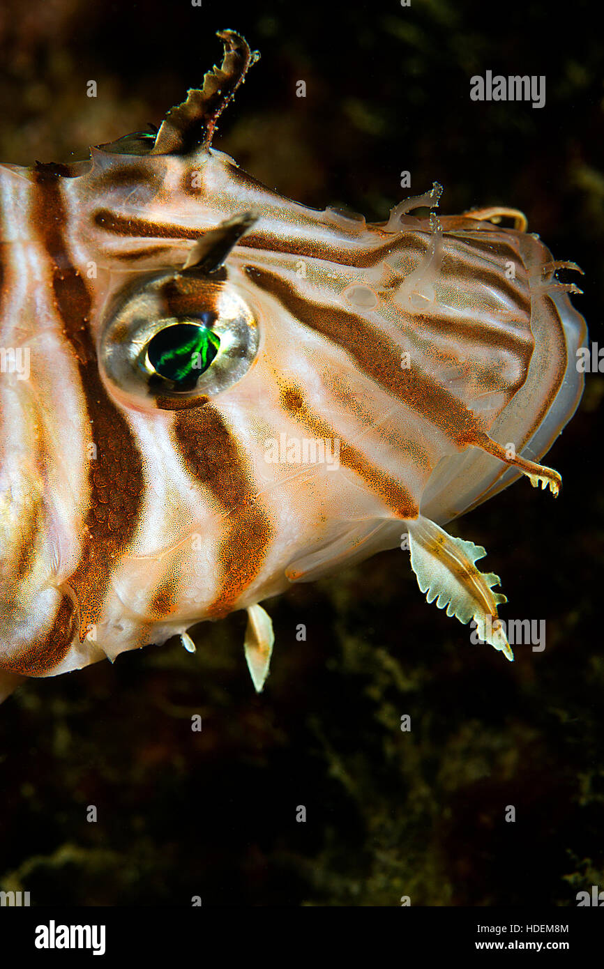 A beautiful yet lionfish with electric eyes. As magnificent as it is ...