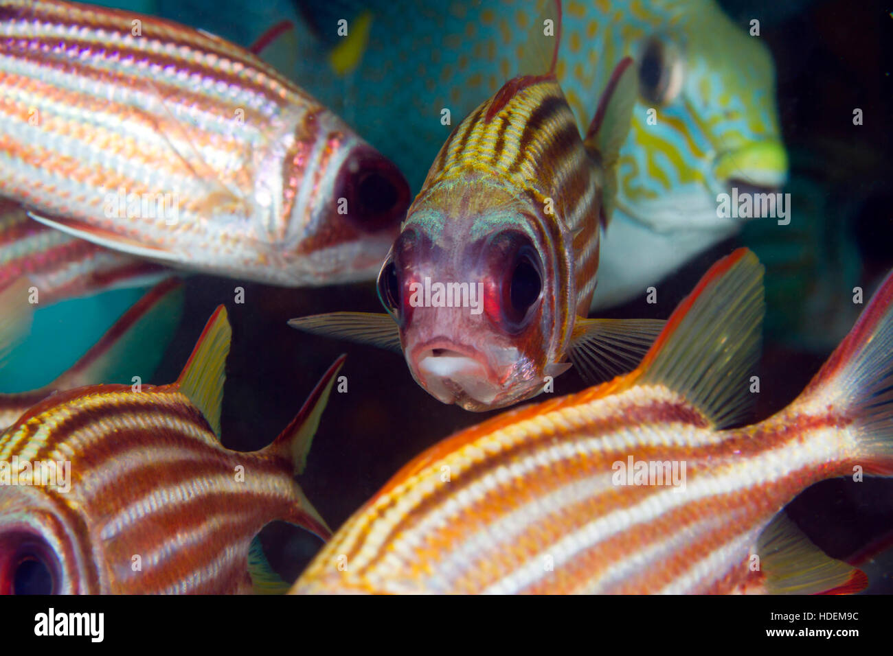 Squirrel fish up close. Underwater marine like around Koh Tao, Thailand ...