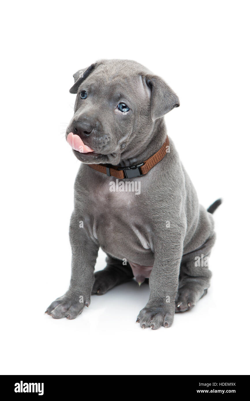Thai ridgeback puppy isolated on white Stock Photo - Alamy