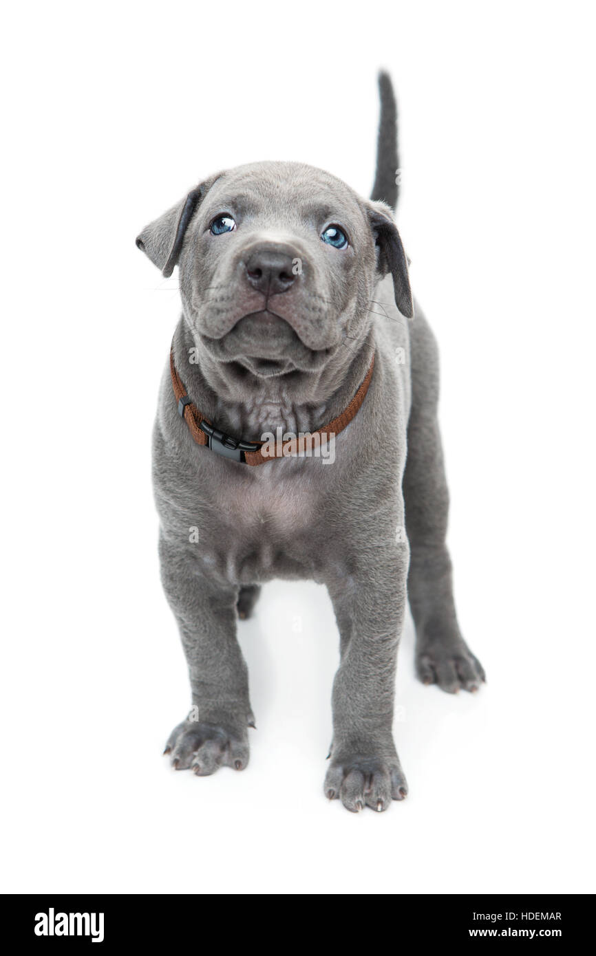 Thai ridgeback puppy isolated on white Stock Photo - Alamy