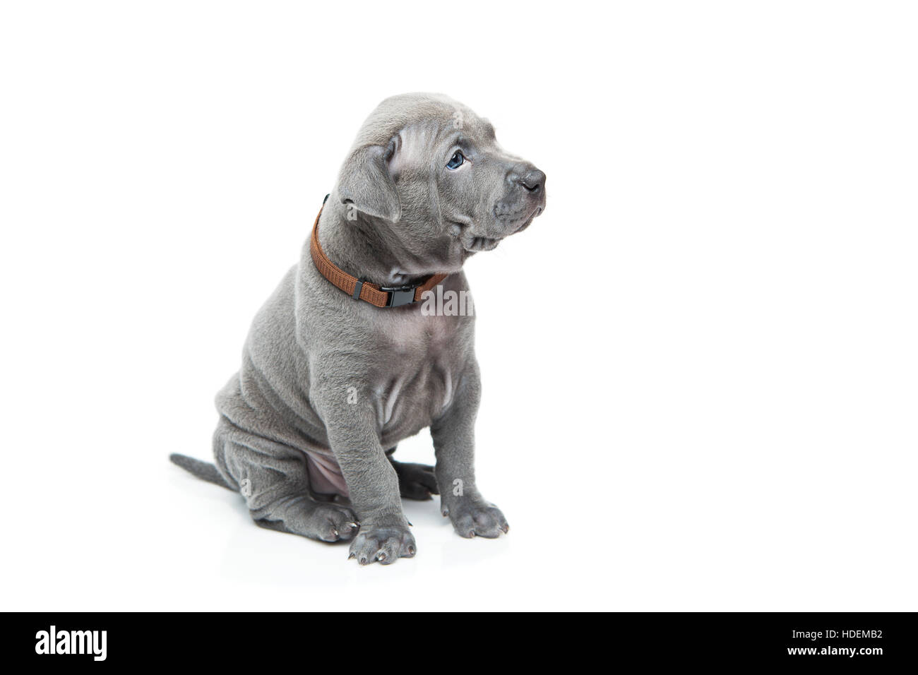 Thai ridgeback puppy isolated on white Stock Photo - Alamy