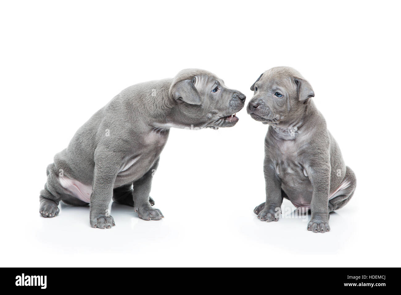 Two thai ridgeback puppies isolated on white Stock Photo - Alamy
