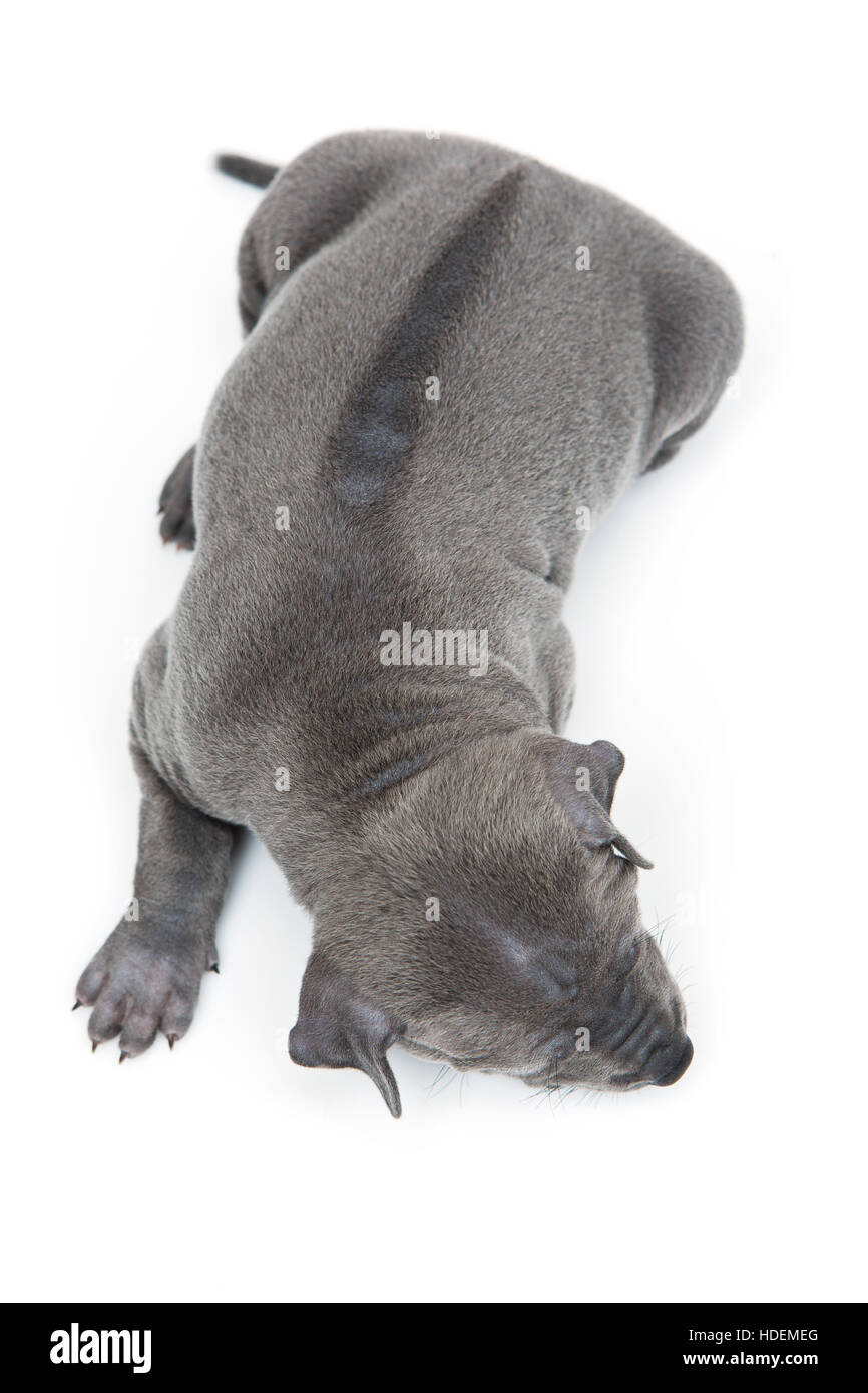 Thai ridgeback puppy isolated on white Stock Photo - Alamy