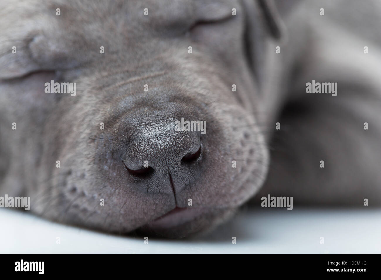 Thai ridgeback puppy isolated on white Stock Photo - Alamy