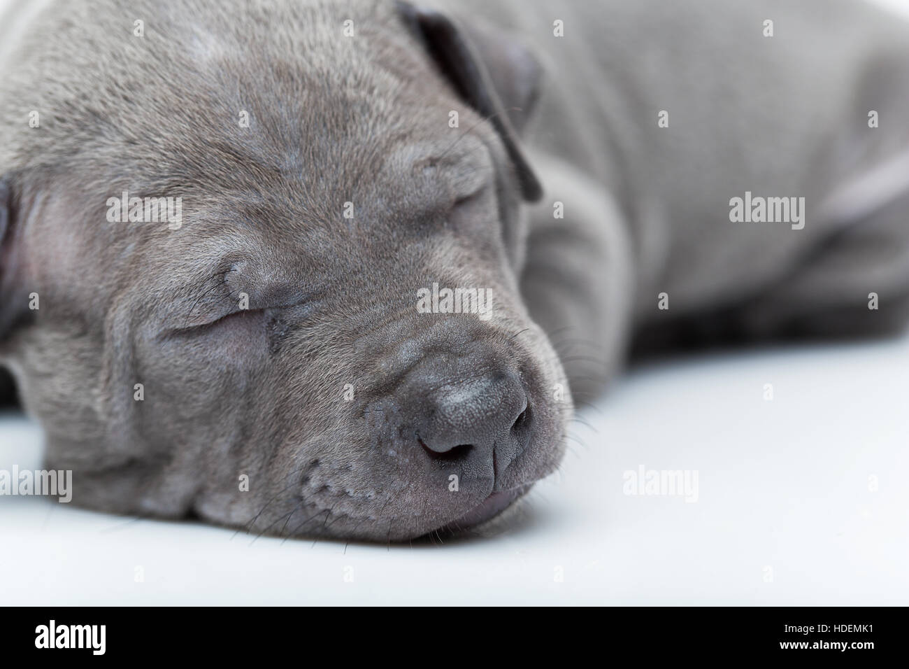Thai ridgeback puppy isolated on white Stock Photo - Alamy