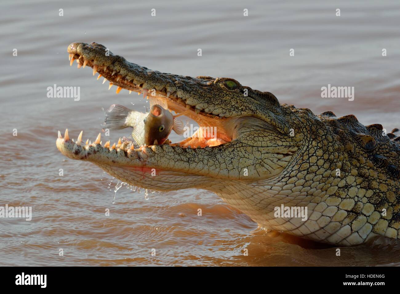 Nile Crocodile Crocodylus Niloticus Eating Safari High Resolution Stock ...