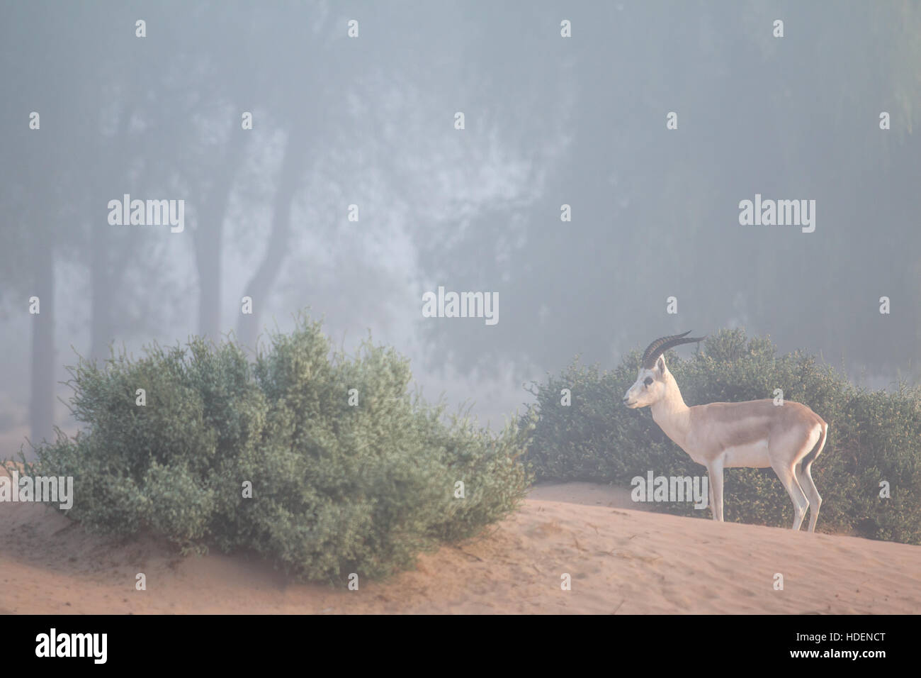 Rhim sand gazelle (Gazella leptoceros) in the desert during early ...