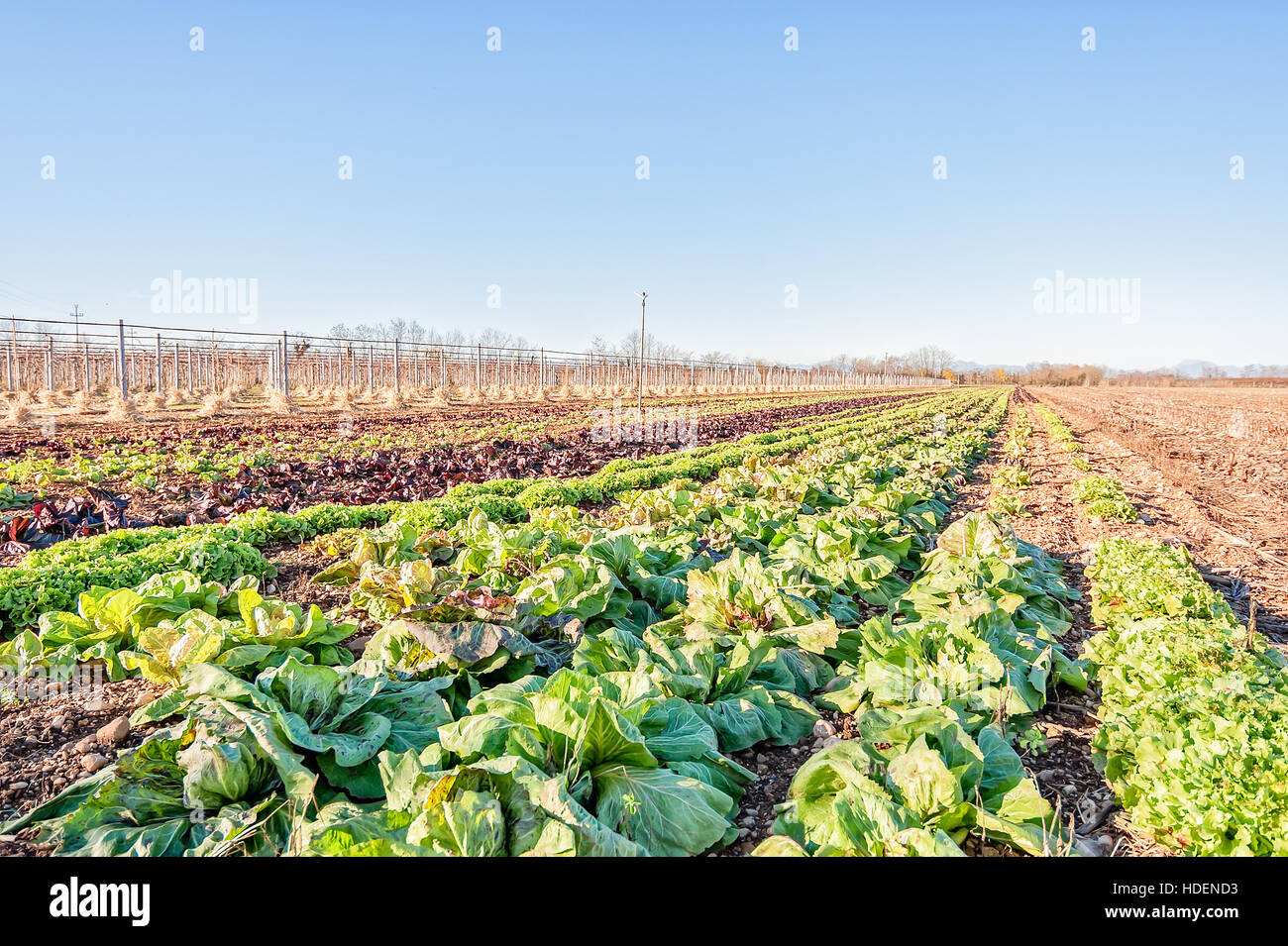 Chicory radicchio hi-res stock photography and images - Alamy
