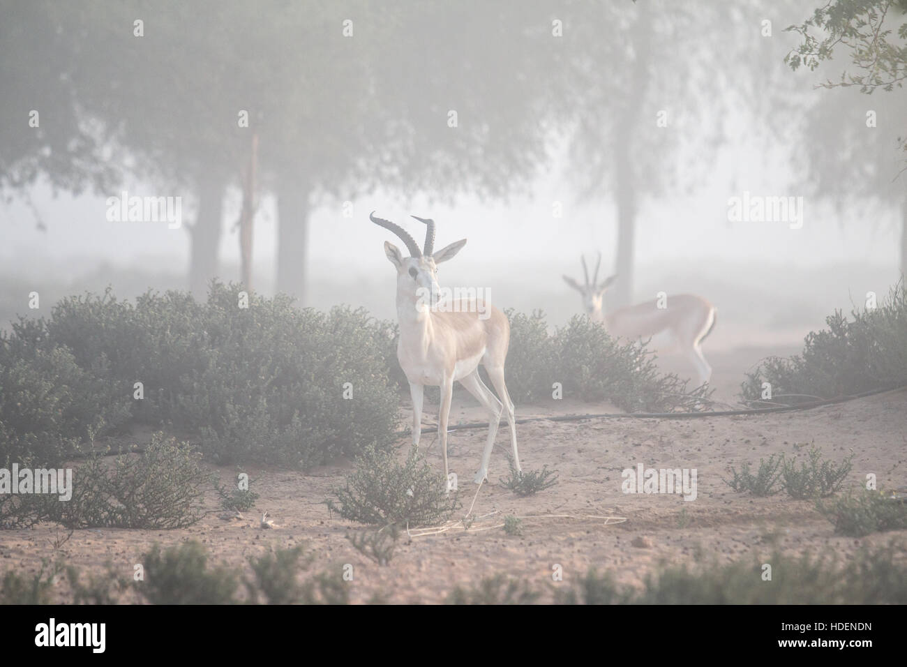 Rhim sand gazelle (Gazella leptoceros) in the desert during early ...