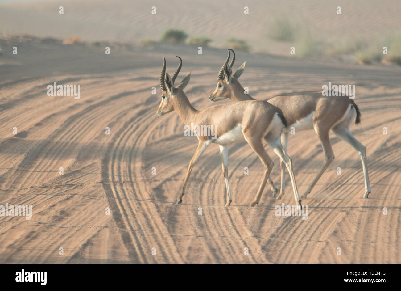Arabian gazelle (Gazella arabica) in the desert during early morning ...
