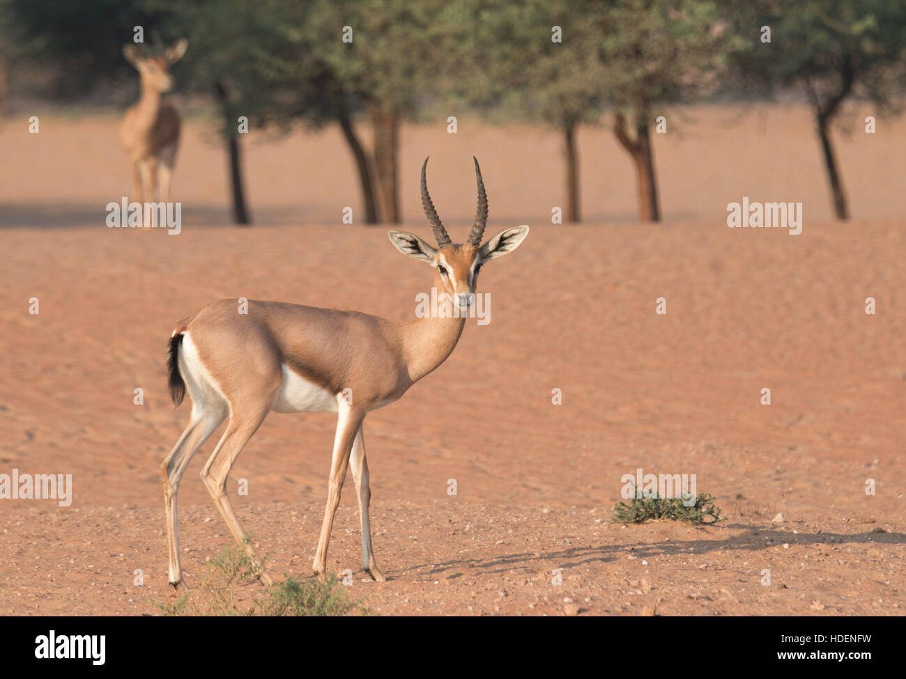 Arabian gazelle gazella arabica in hi-res stock photography and images ...
