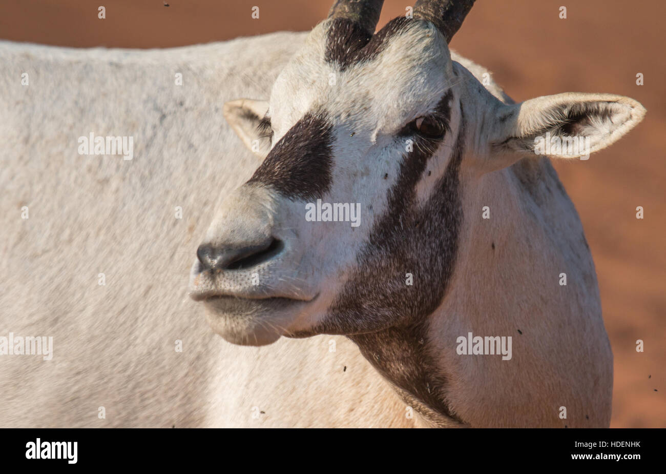 Dubai animals hi-res stock photography and images - Alamy