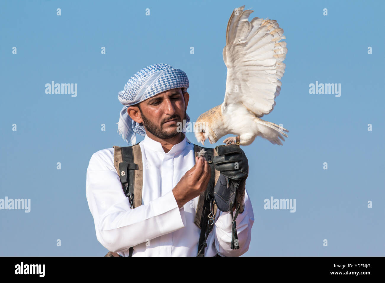 Female barn owl (Tyto alba) with a falconer dressed in traditional arab ...