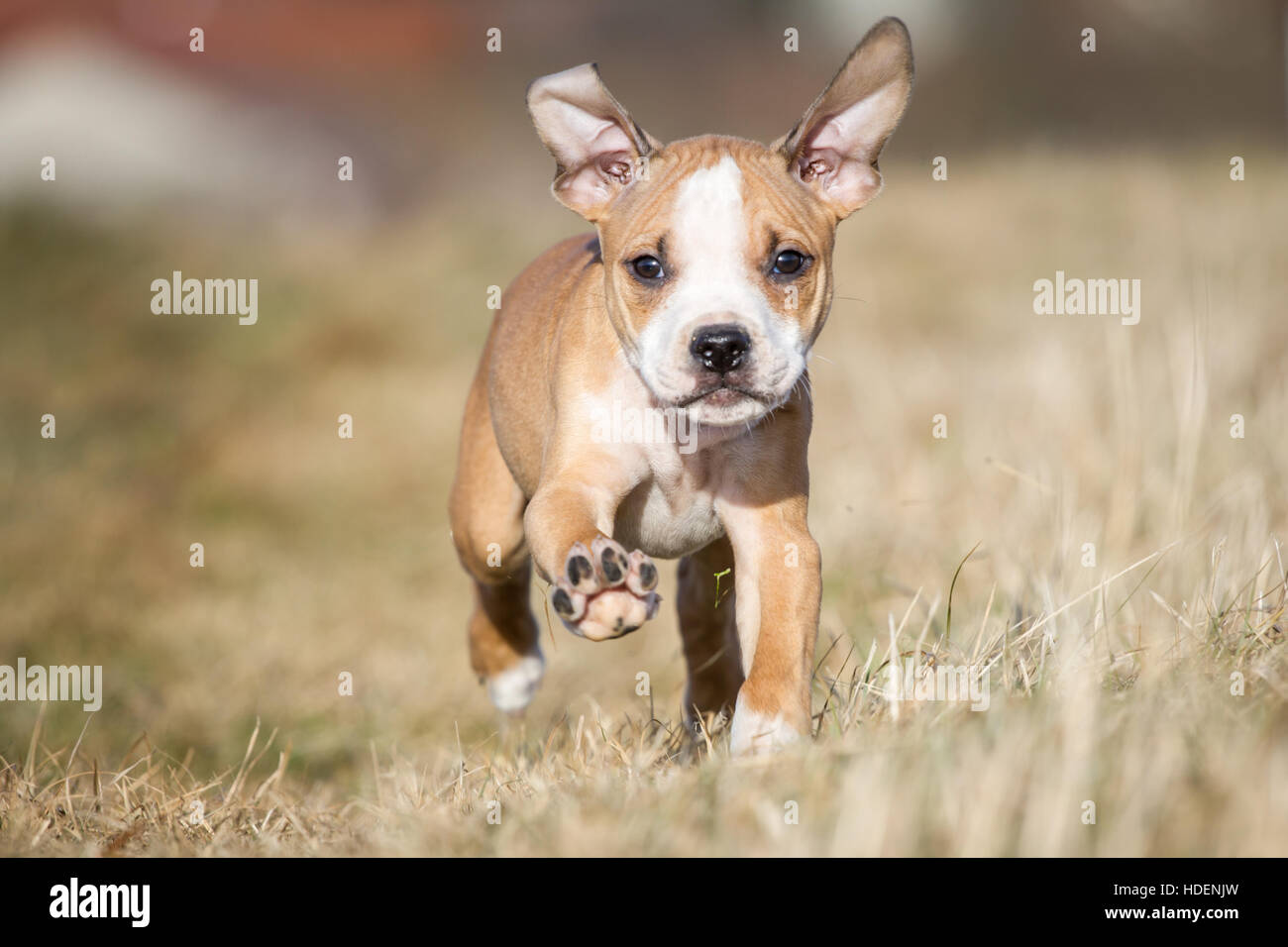 Bulldog type puppy Stock Photo - Alamy
