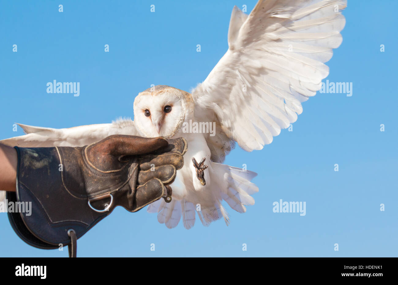 Female barn owl (Tyto alba) during a falconry show. Dubai, UAE Stock ...