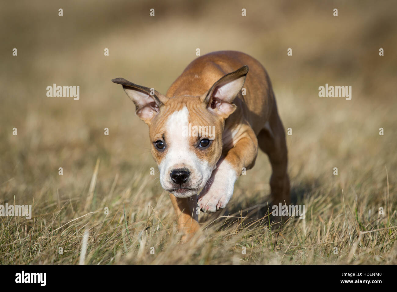 Bulldog type puppy Stock Photo - Alamy