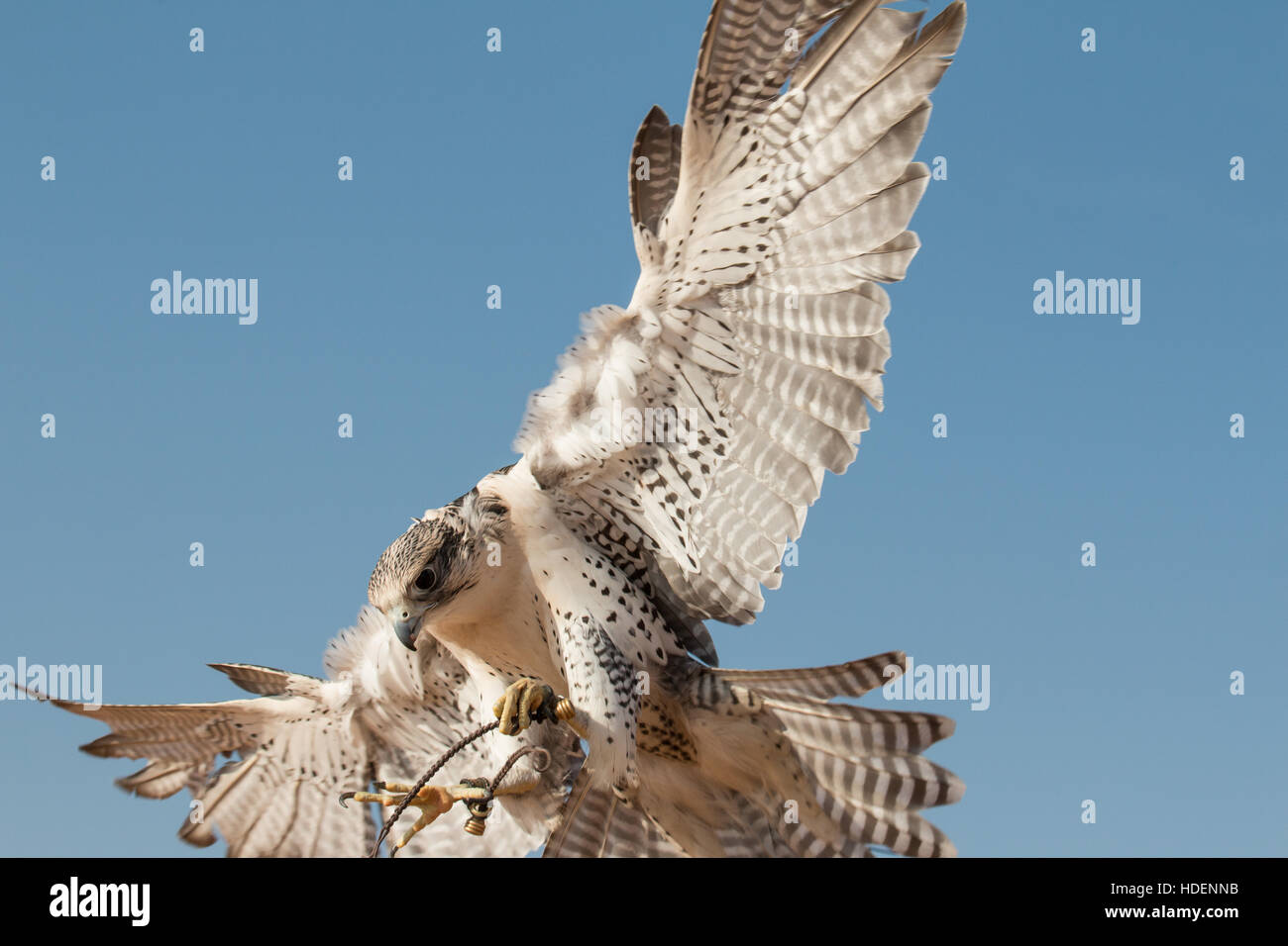 Male saker falcon (Falco cherrug) during a falconry show. Dubai, UAE ...