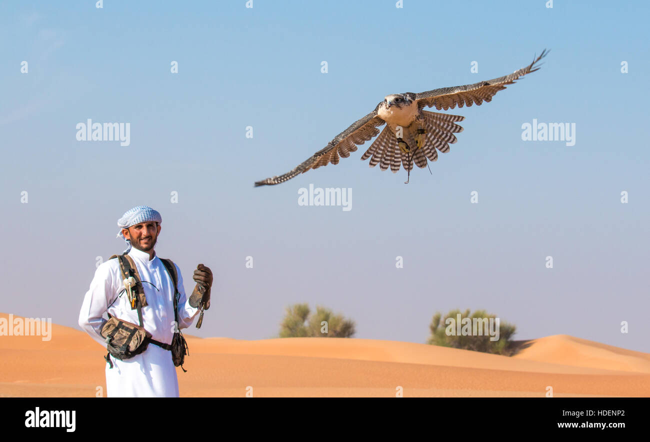 Male saker falcon (Falco cherrug) with a falconer dressed in ...