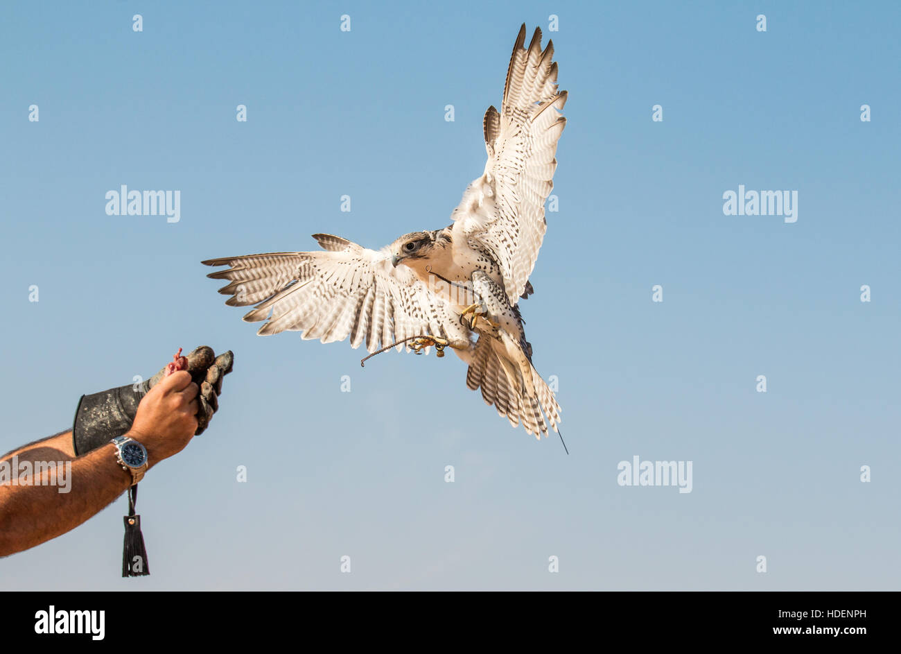 Male saker falcon (Falco cherrug) during a falconry show. Dubai, UAE ...