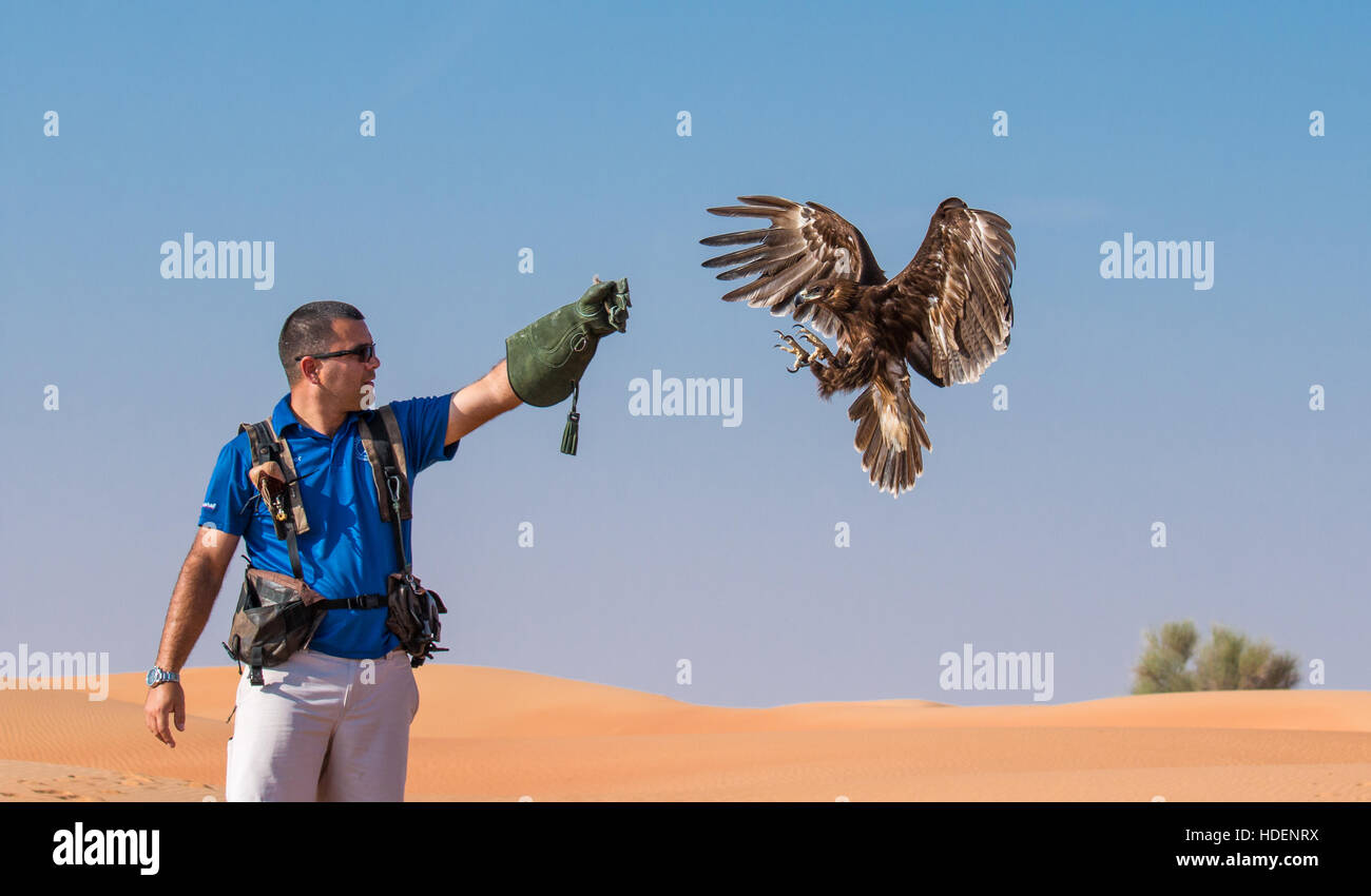 Male greater spotted eagle (Clanga clanga) during a desert falconry ...
