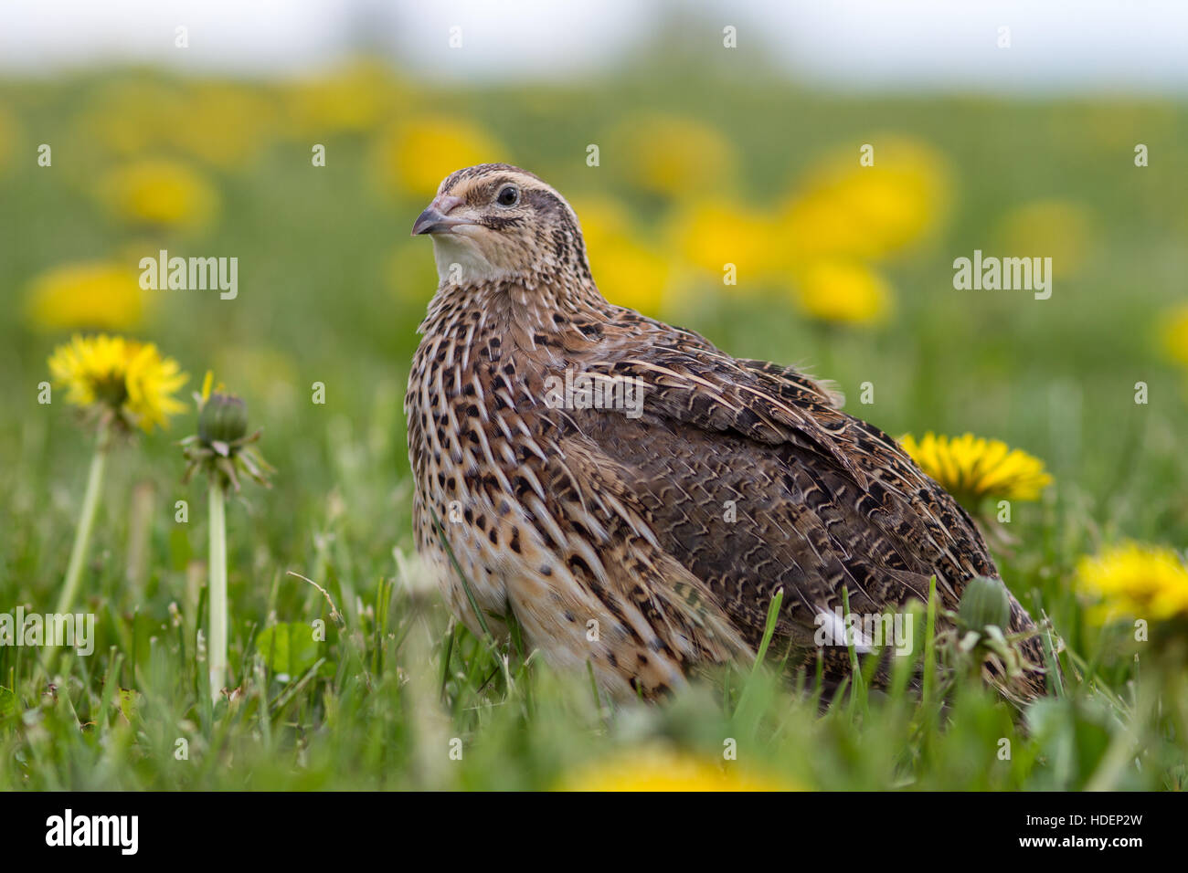 Japanese quail (Coturnix japonica) in a spring meadow Stock Photo - Alamy