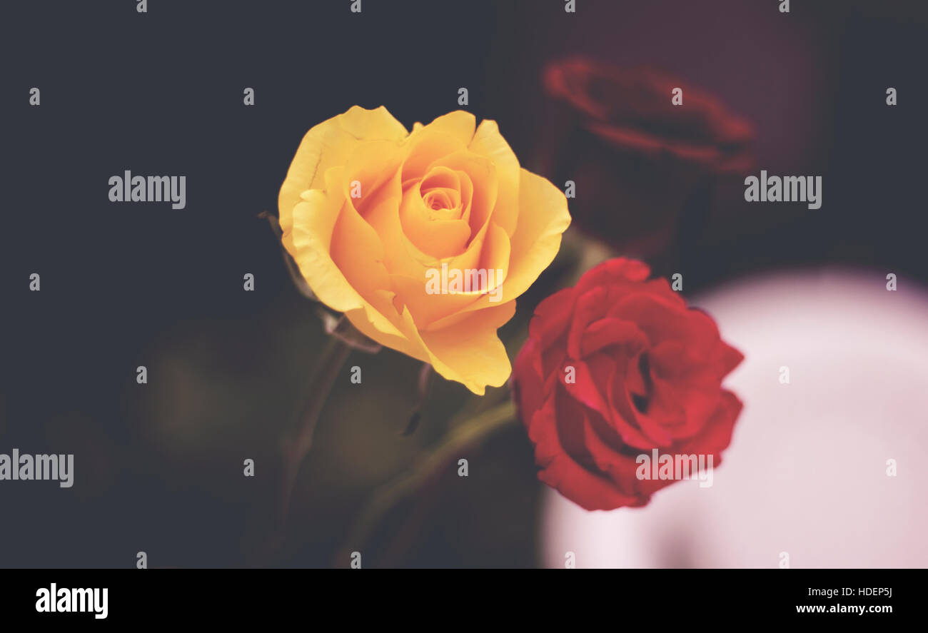 yellow and red Roses Stock Photo - Alamy