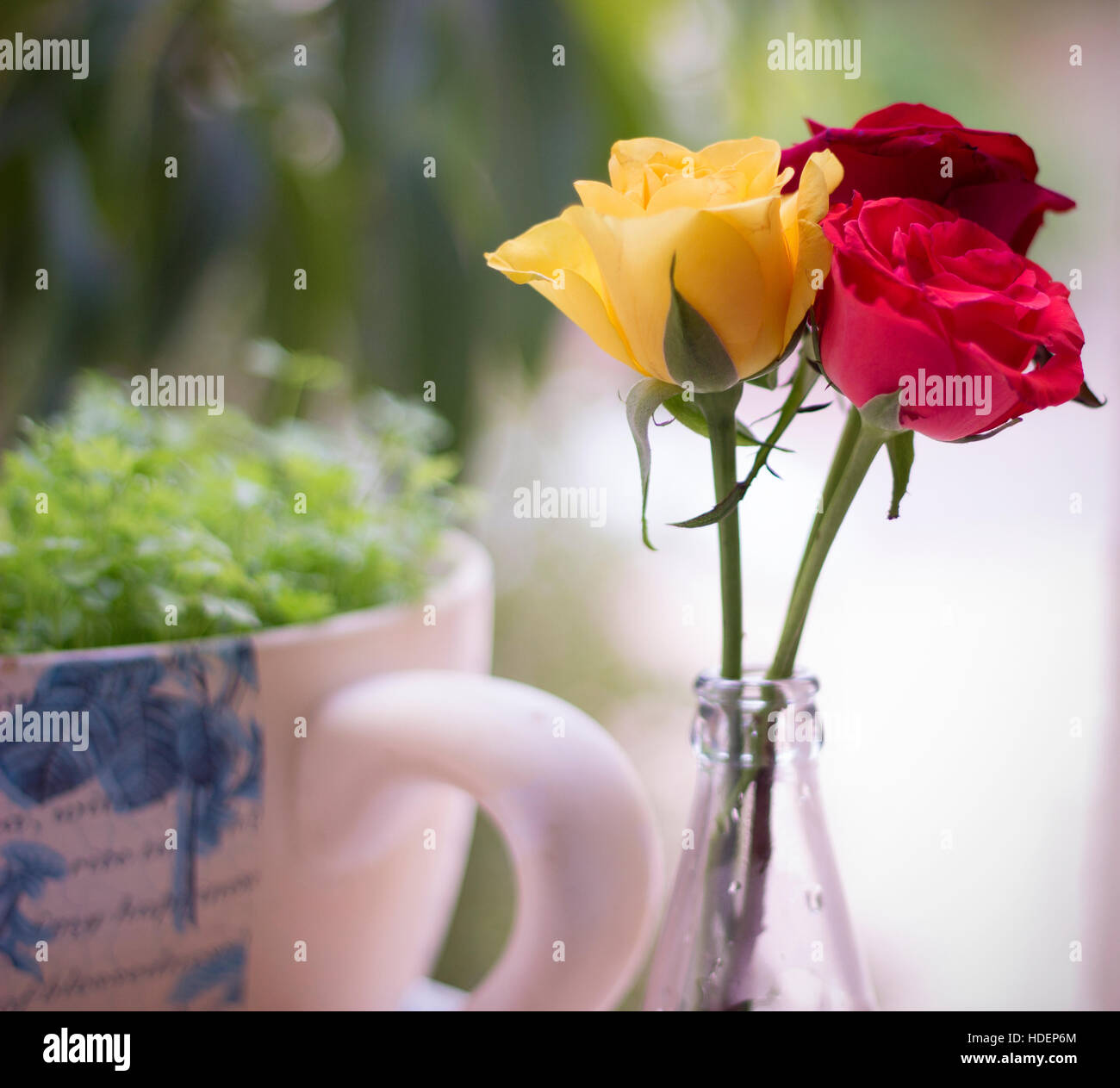 Roses in vase Stock Photo - Alamy