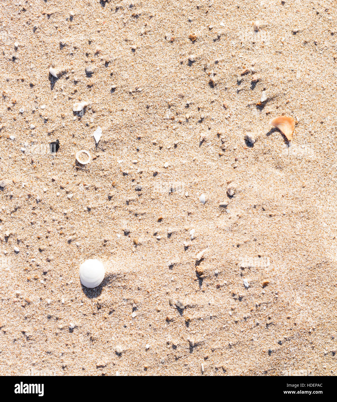 sand components with shells and small grains of stones Stock Photo - Alamy