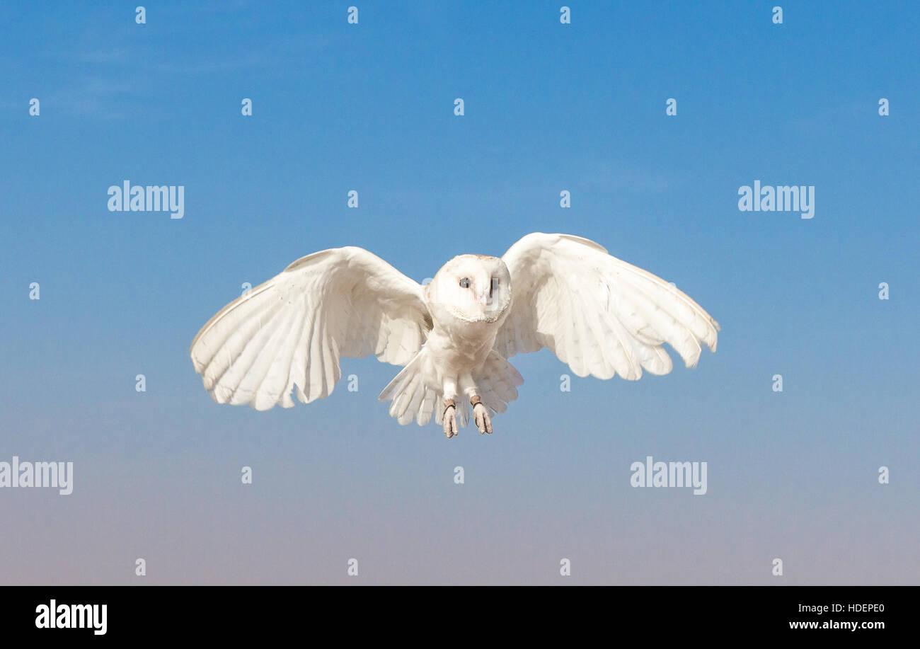 Female barn owl (Tyto alba) mid-flight during a falconry show. Dubai ...