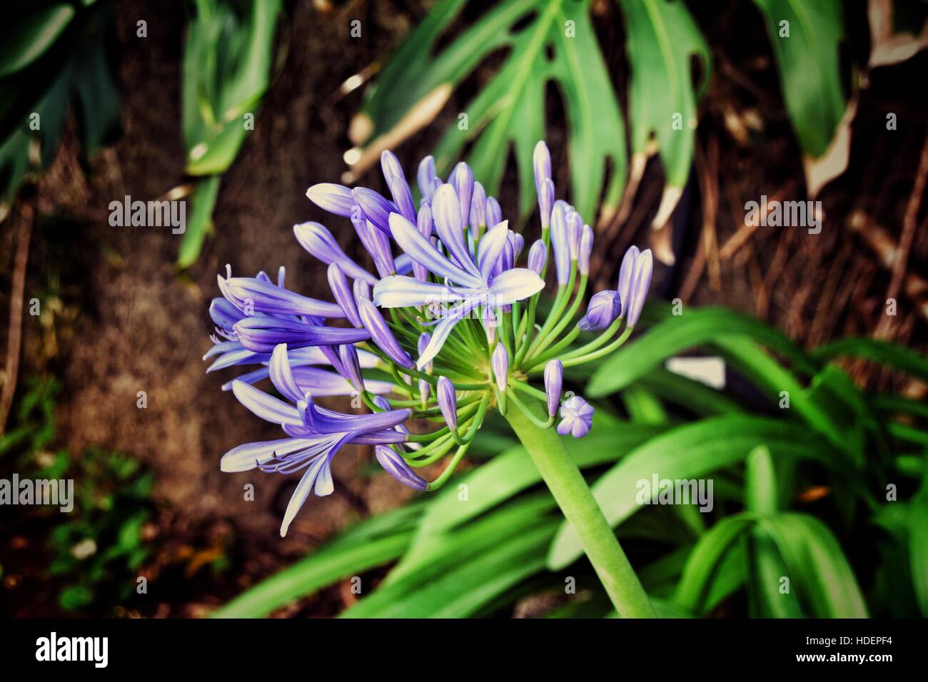 African Lily purple flower Stock Photo - Alamy