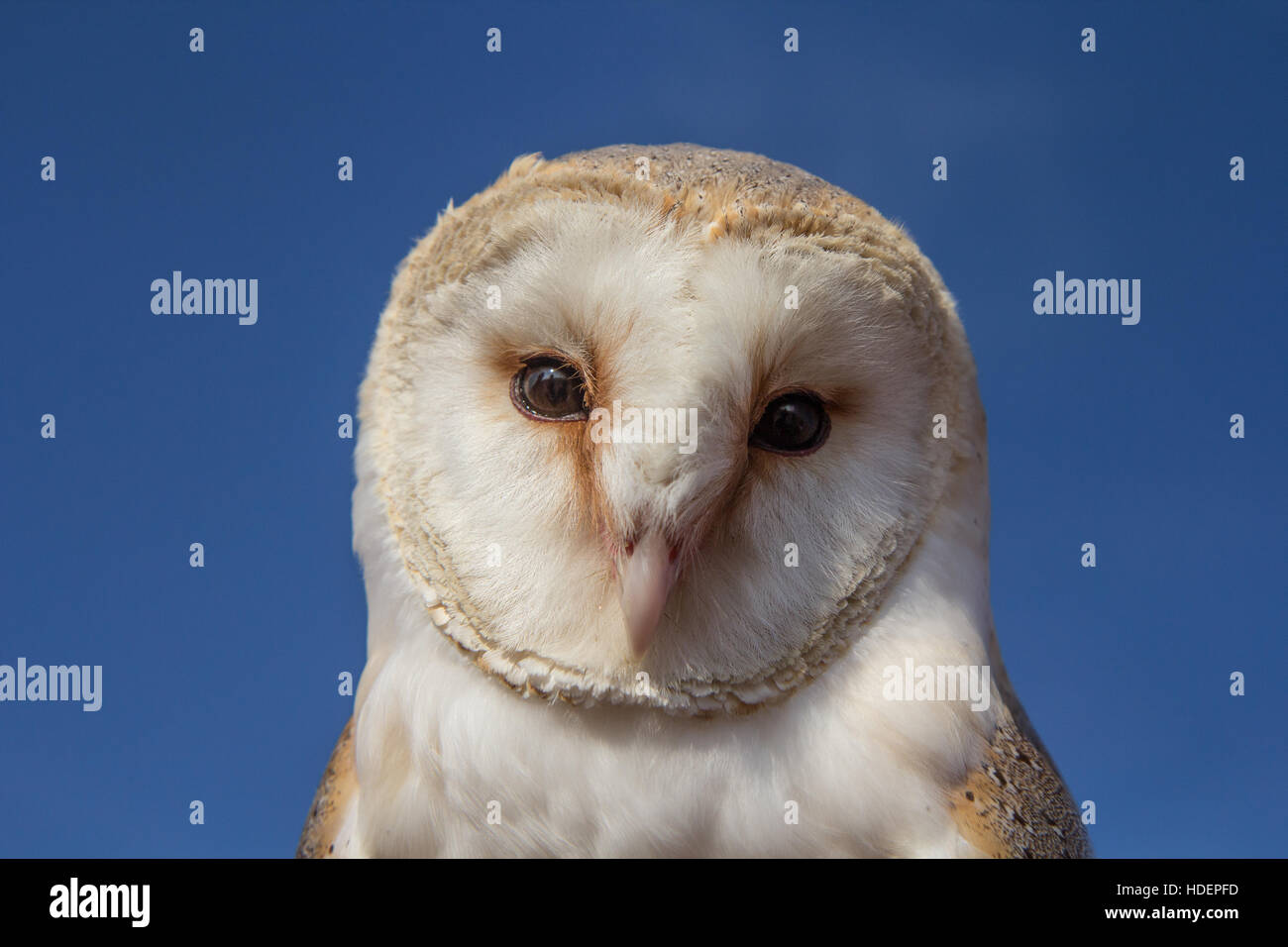 Female barn owl (Tyto alba) during a falconry show. Dubai, UAE Stock ...