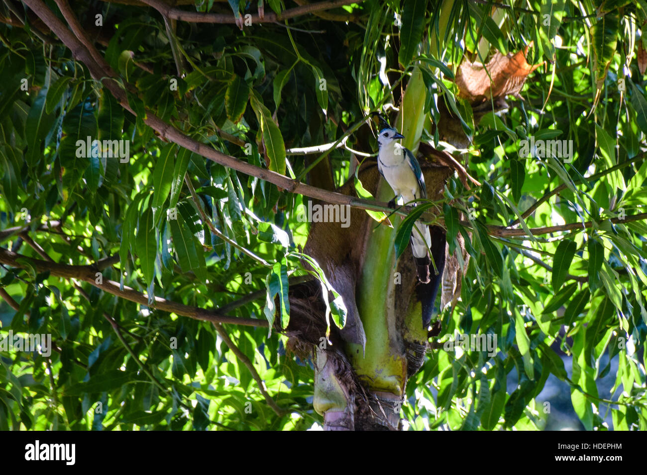 White throated magpie-jay, Guanacaste, Costa Rica Stock Photo - Alamy