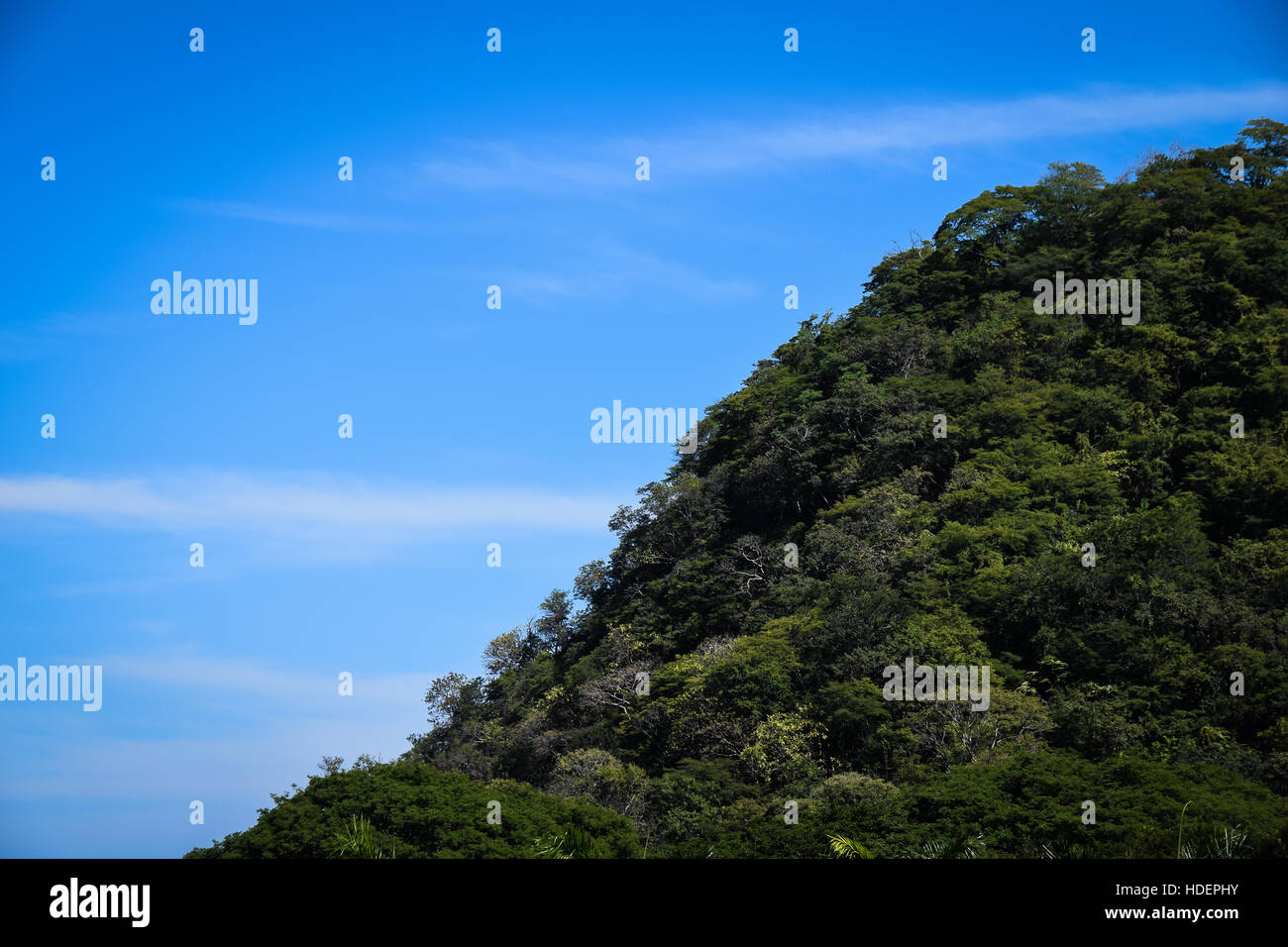 Rainforest trees on hillside hi-res stock photography and images - Alamy