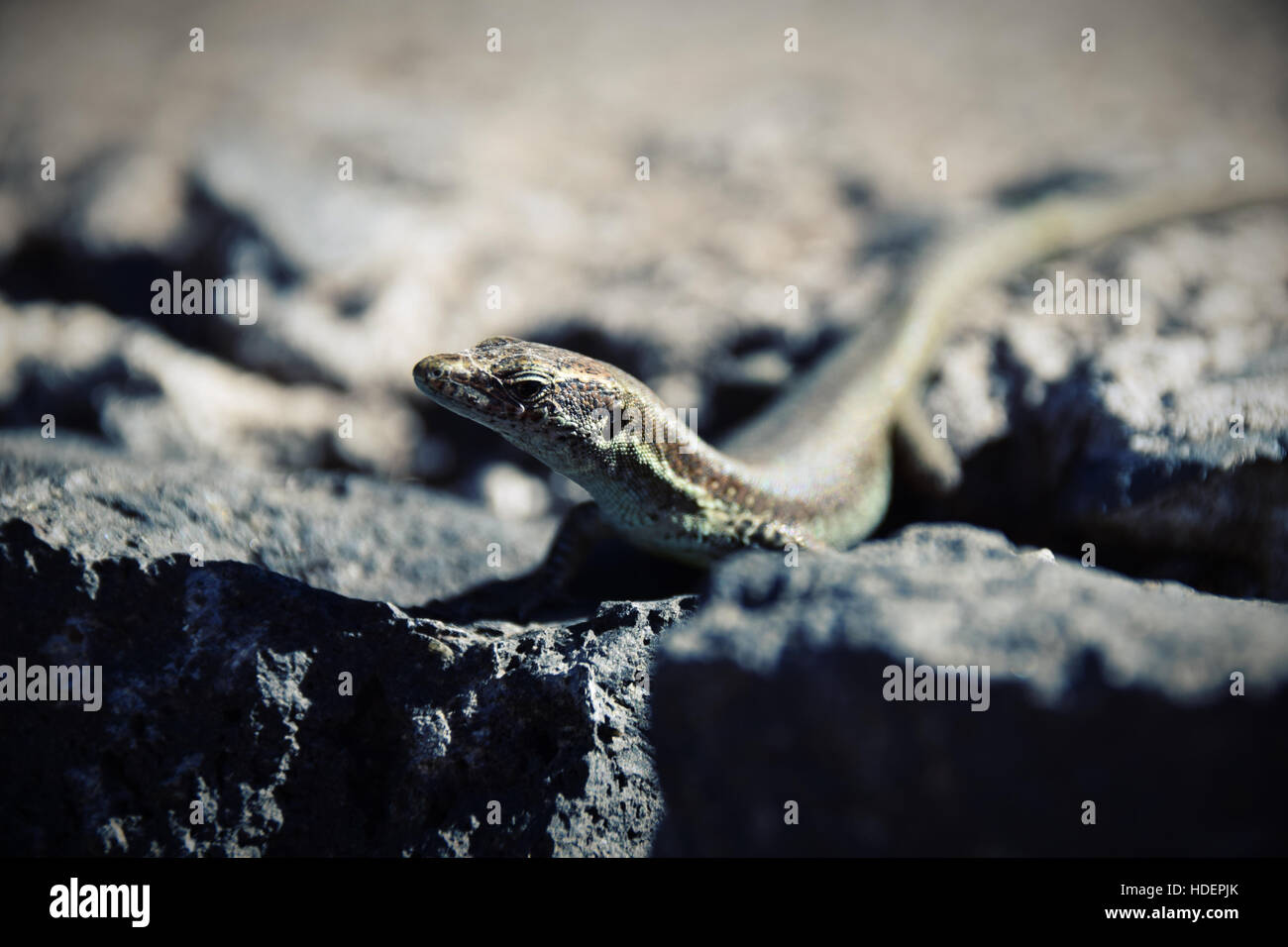 Madeira wall lizard basking in the sun - Teira dugesii Stock Photo - Alamy