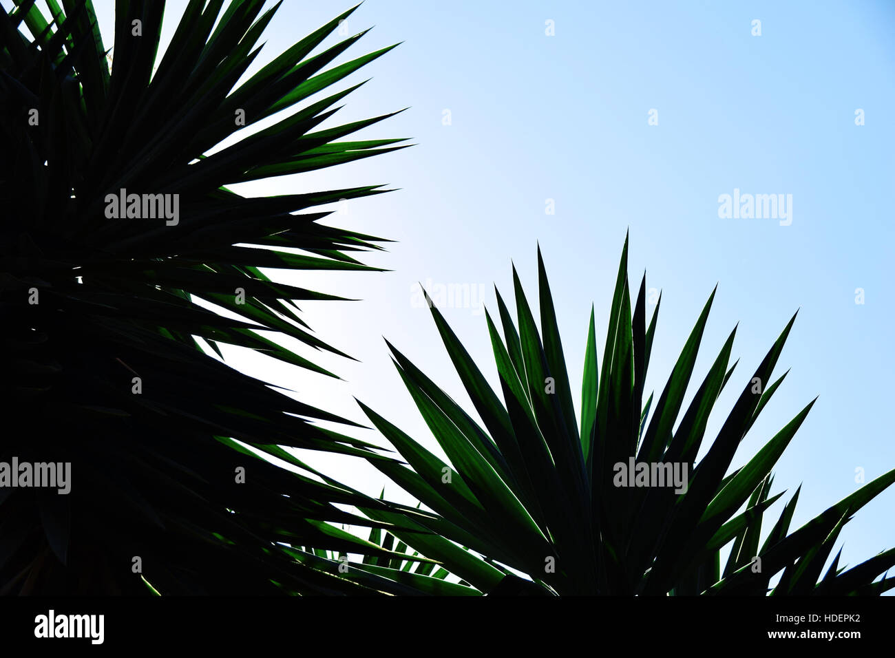 Low angle view palm leaves against blue sky Stock Photo - Alamy
