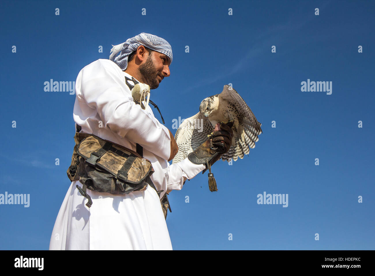 Man falcon arab hi-res stock photography and images - Alamy