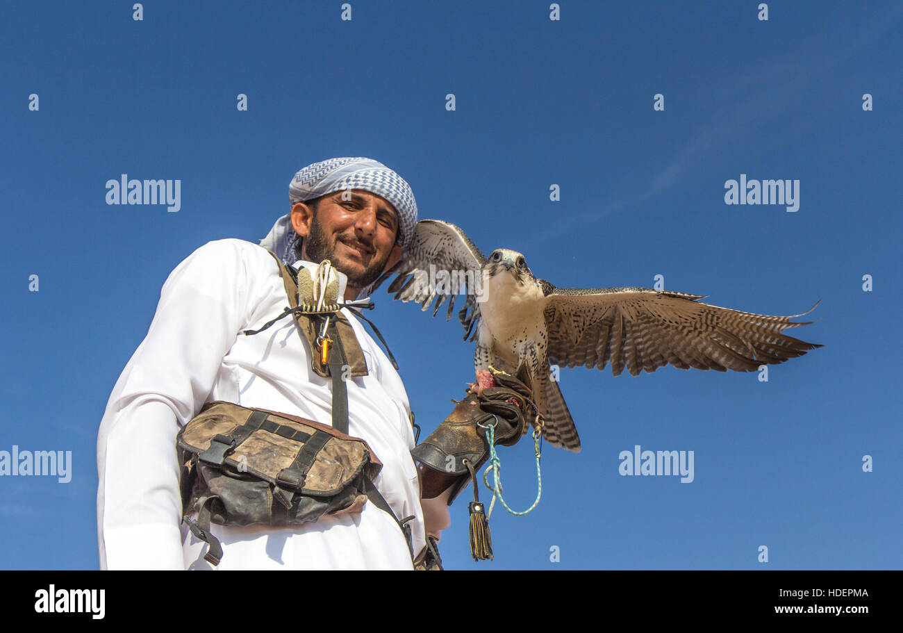 Male saker falcon (Falco cherrug) with a falconer dressed in ...
