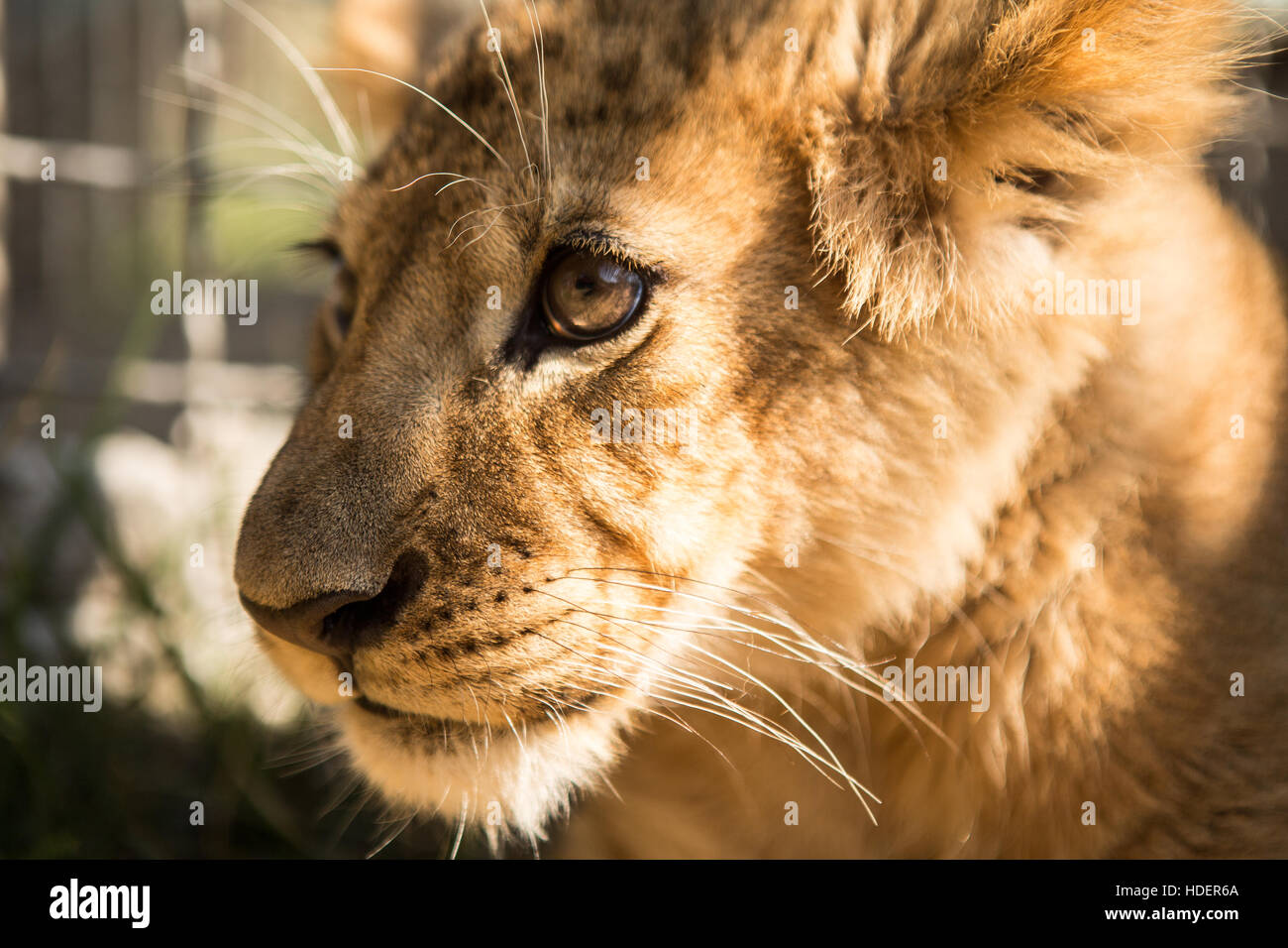 Taigan zoo hi-res stock photography and images - Alamy