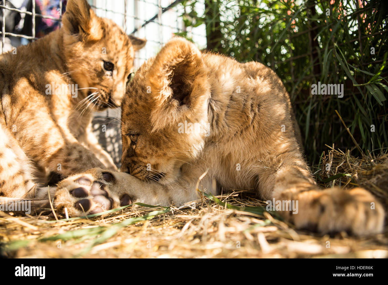 Portrait of two lion cub in lion park Taigan, Crimea, Russia Stock ...