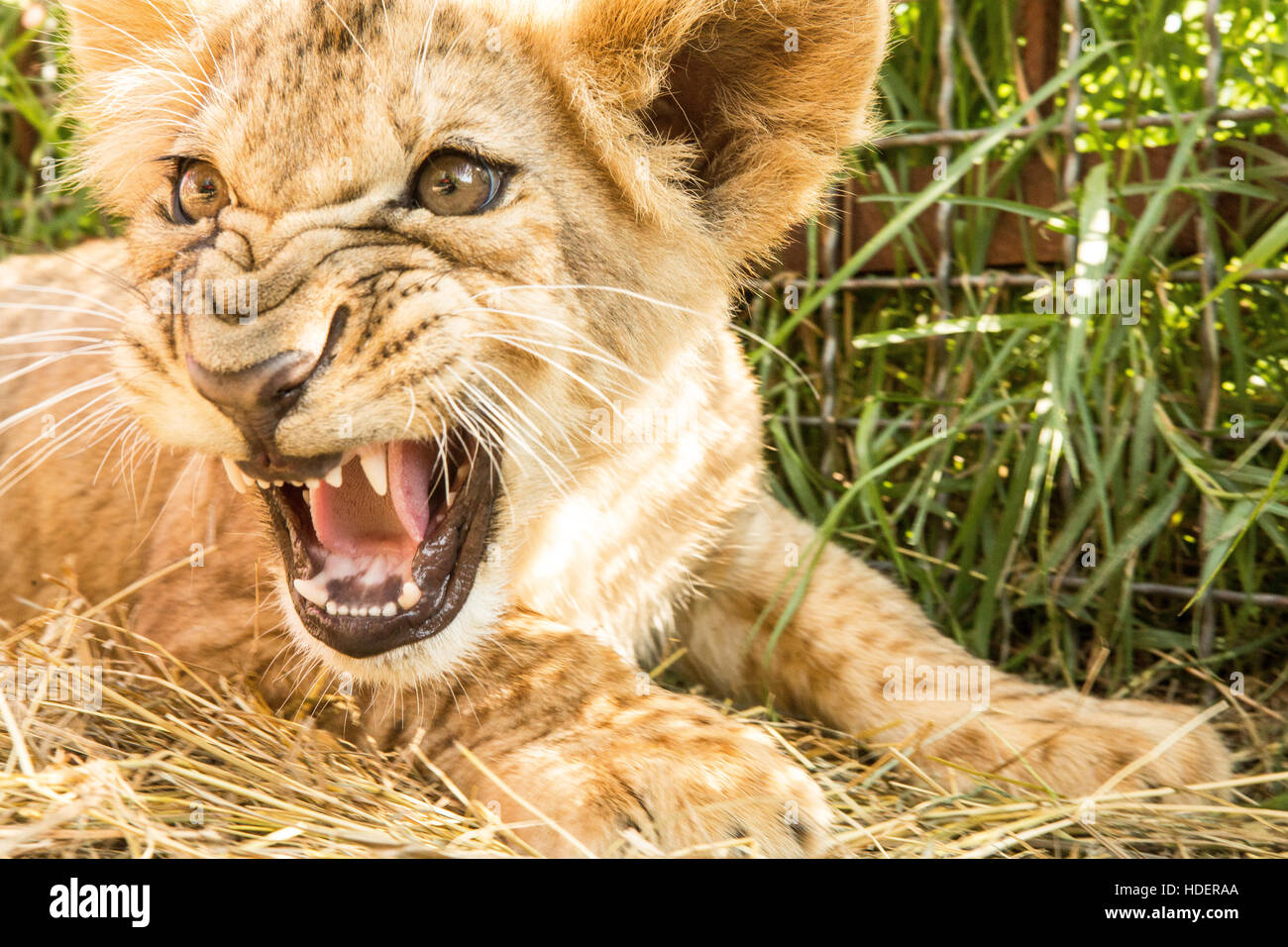 Portrait of lion cub in lion park Taigan, Crimea, Russia Stock Photo ...
