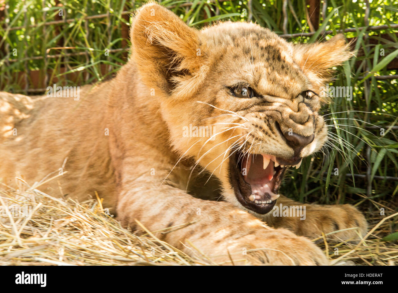 Angry lion cub hi-res stock photography and images - Alamy