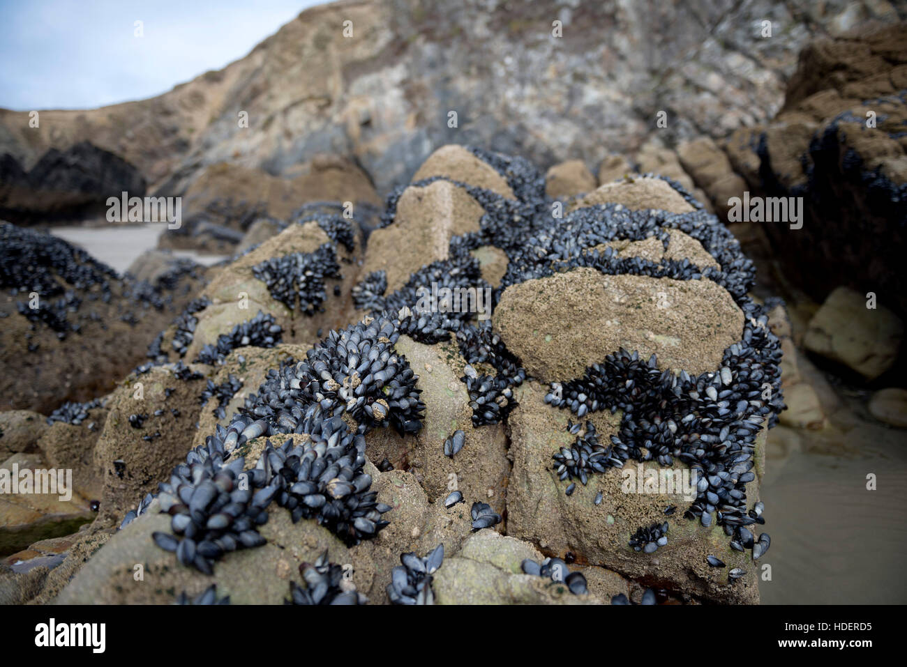 Mussels shell seafood marine moules hi-res stock photography and images ...