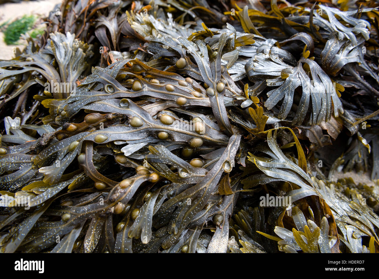 Fucus vesiculosus, bladderwrack, bladder fucus Stock Photo - Alamy