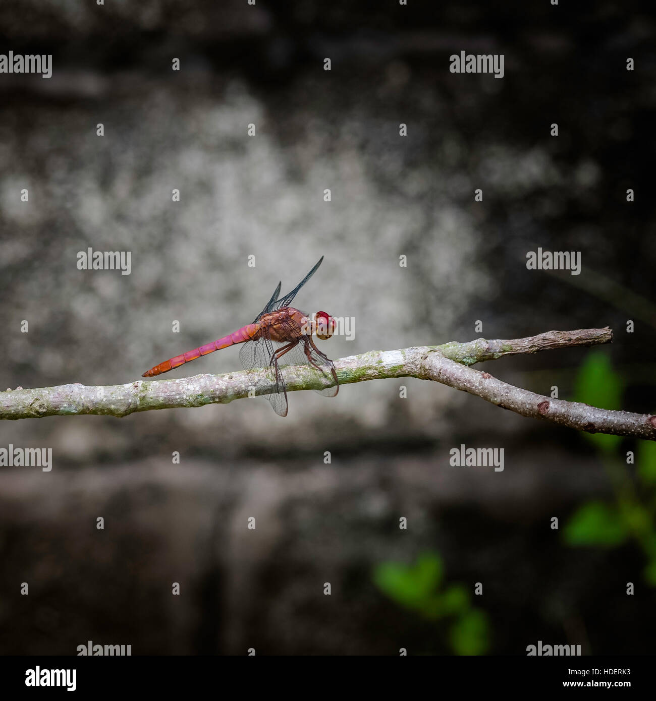 Dragonfly dragon hi-res stock photography and images - Alamy