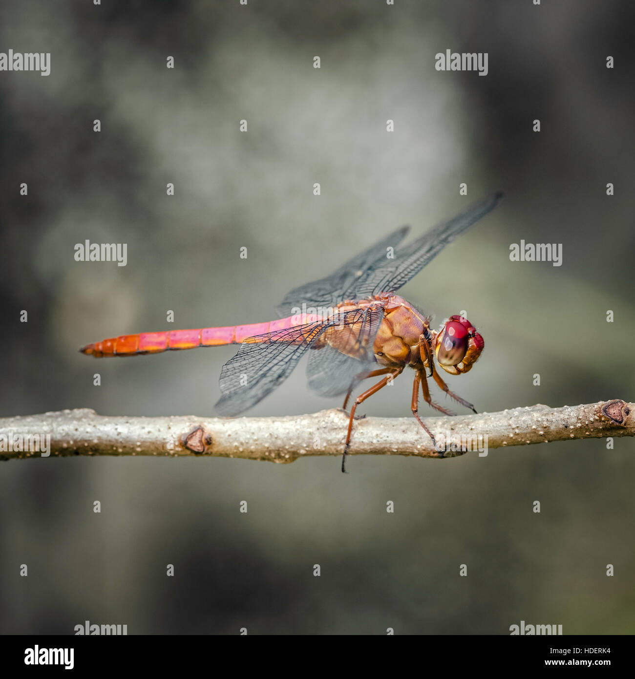 Dragon insect hi-res stock photography and images - Alamy