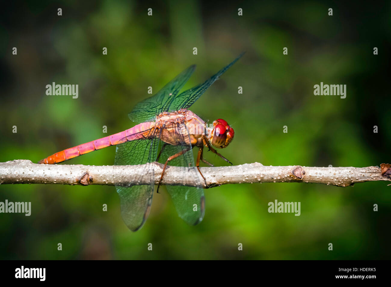 Red dragonfly insect resting on twig closeup macro Stock Photo - Alamy