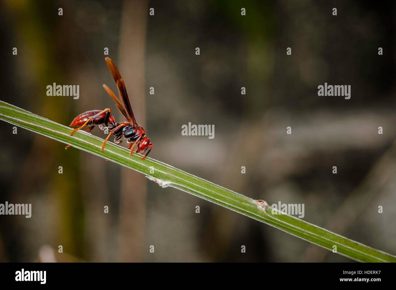 Red paper wasp hornet polistes carolina perplexus single closeup macro ...
