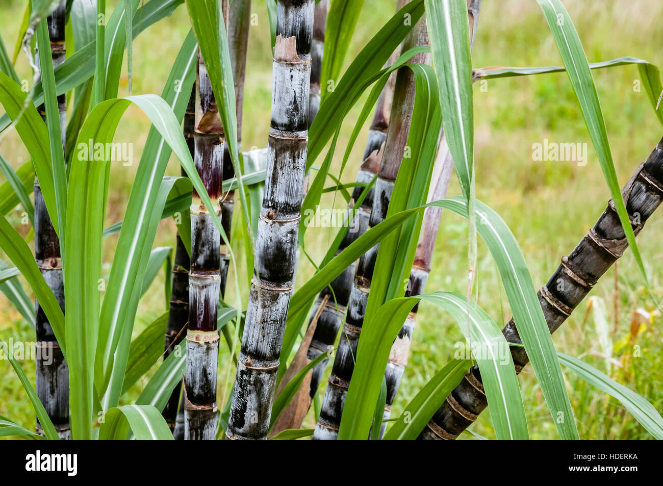 Sugarcane plant hi-res stock photography and images - Alamy