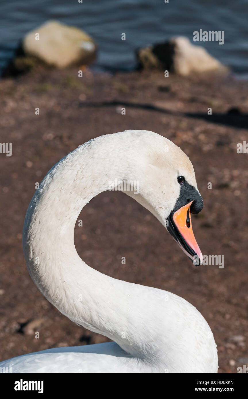 Portrait swan face hi-res stock photography and images - Alamy